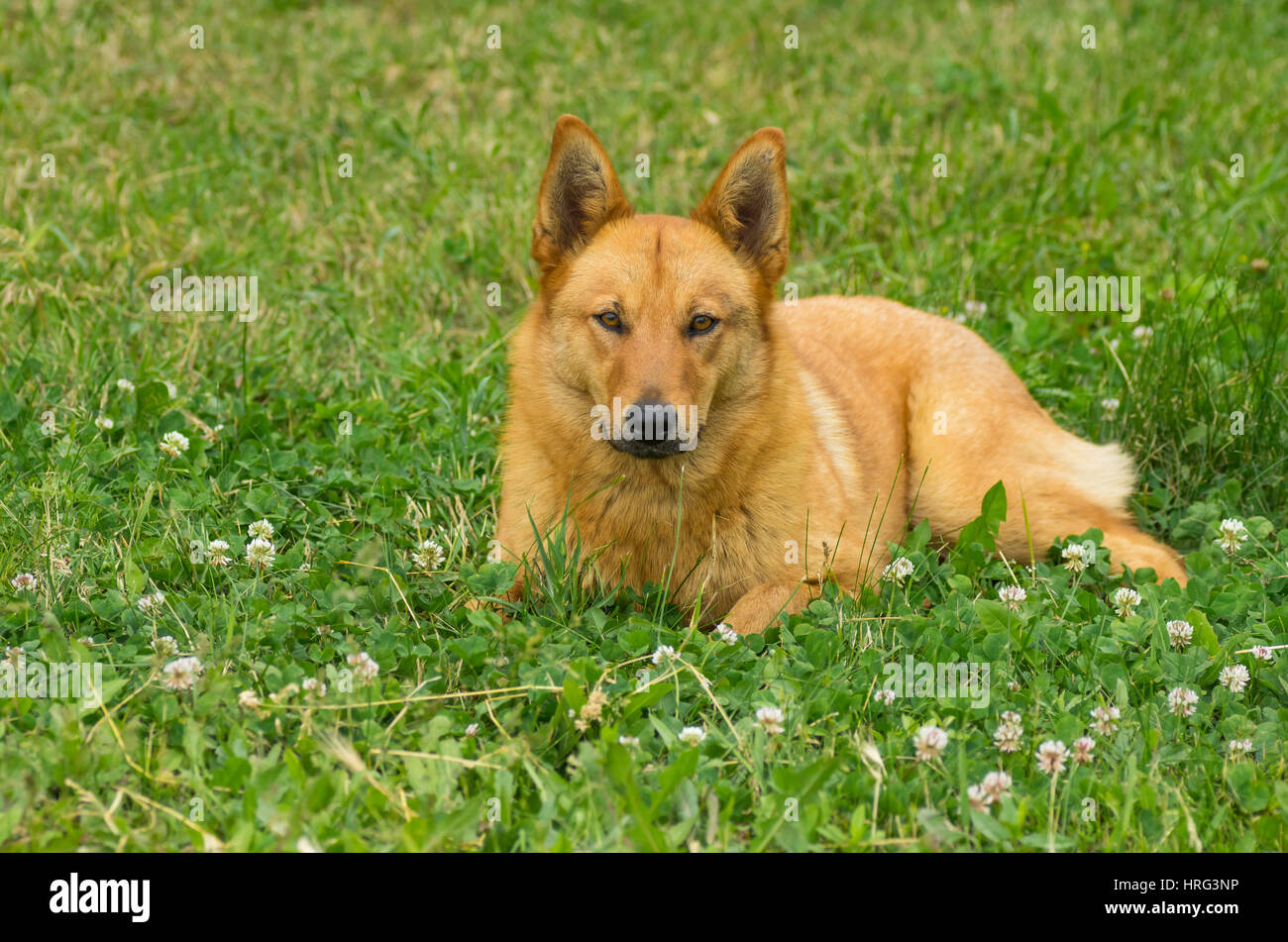 Chestnut mixed breed dog lying in summer grasses Stock Photo - Alamy