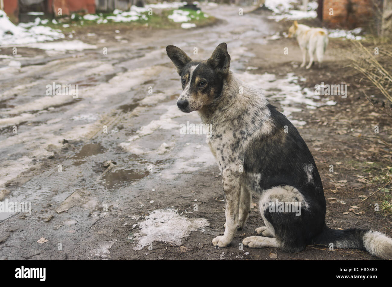 Stray dogs on a dirty street at late fall season Stock Photo - Alamy
