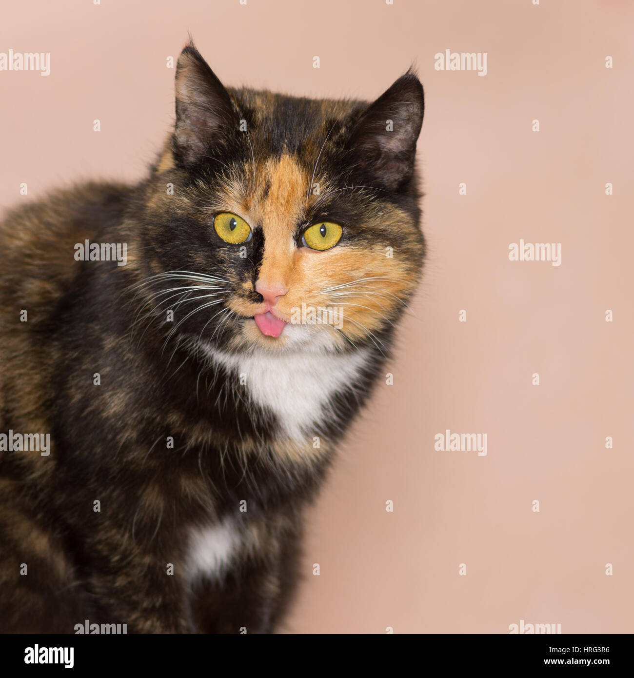 Portrait of three colored cat showing its cute tongue against cream ...