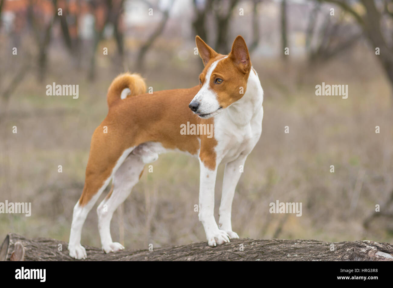 Brave Basenji dog standing on a tree branch Stock Photo - Alamy