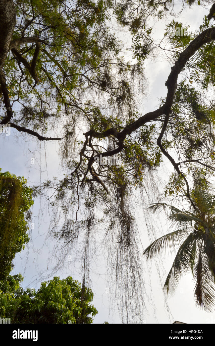 Falling branch hi-res stock photography and images - Alamy
