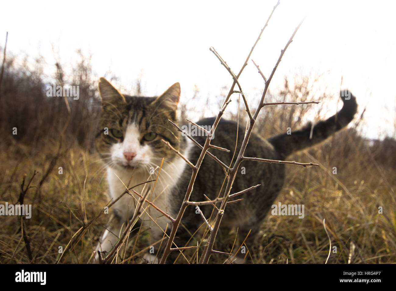 Picture of stray cat in the autumn Stock Photo - Alamy