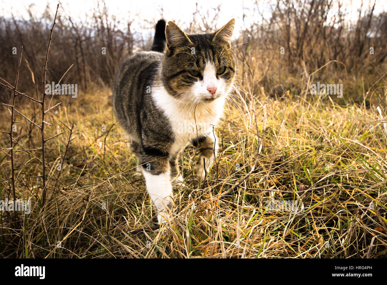 Picture of stray cat in the autumn Stock Photo - Alamy