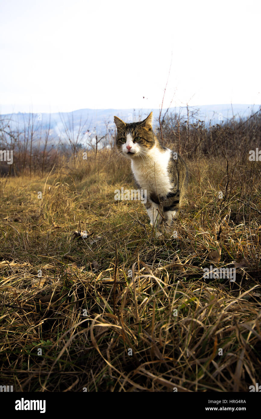 Picture of stray cat in the autumn Stock Photo - Alamy