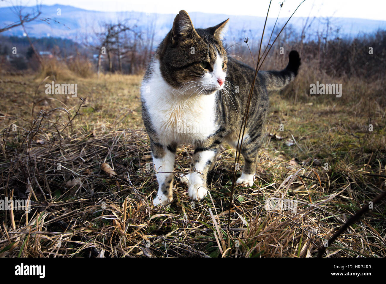 Picture of stray cat in the autumn Stock Photo - Alamy
