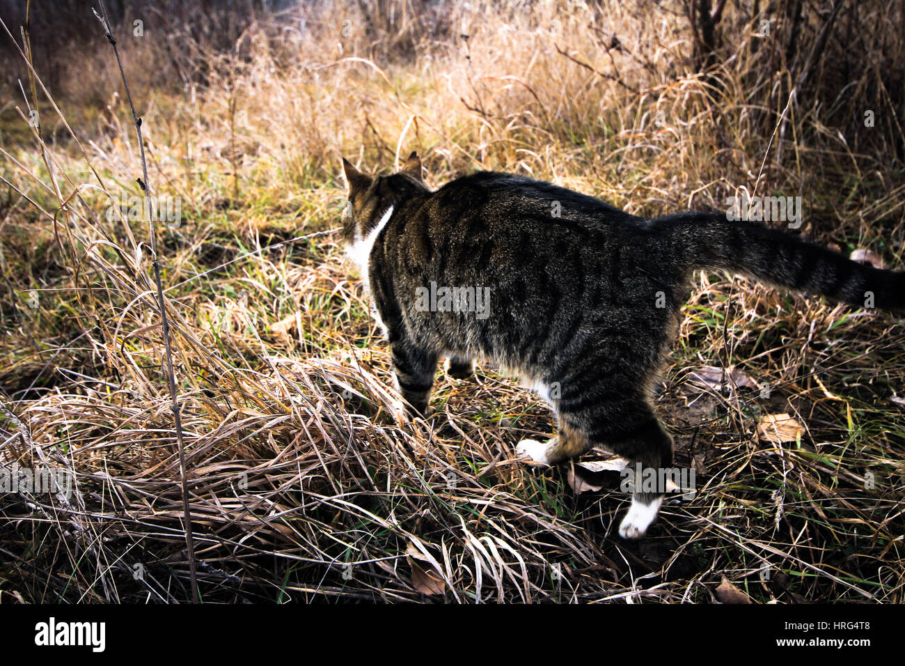 Picture of stray cat in the autumn Stock Photo - Alamy