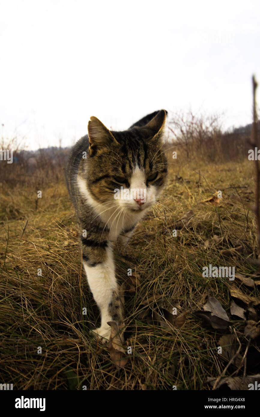 Picture of stray cat in the autumn Stock Photo - Alamy