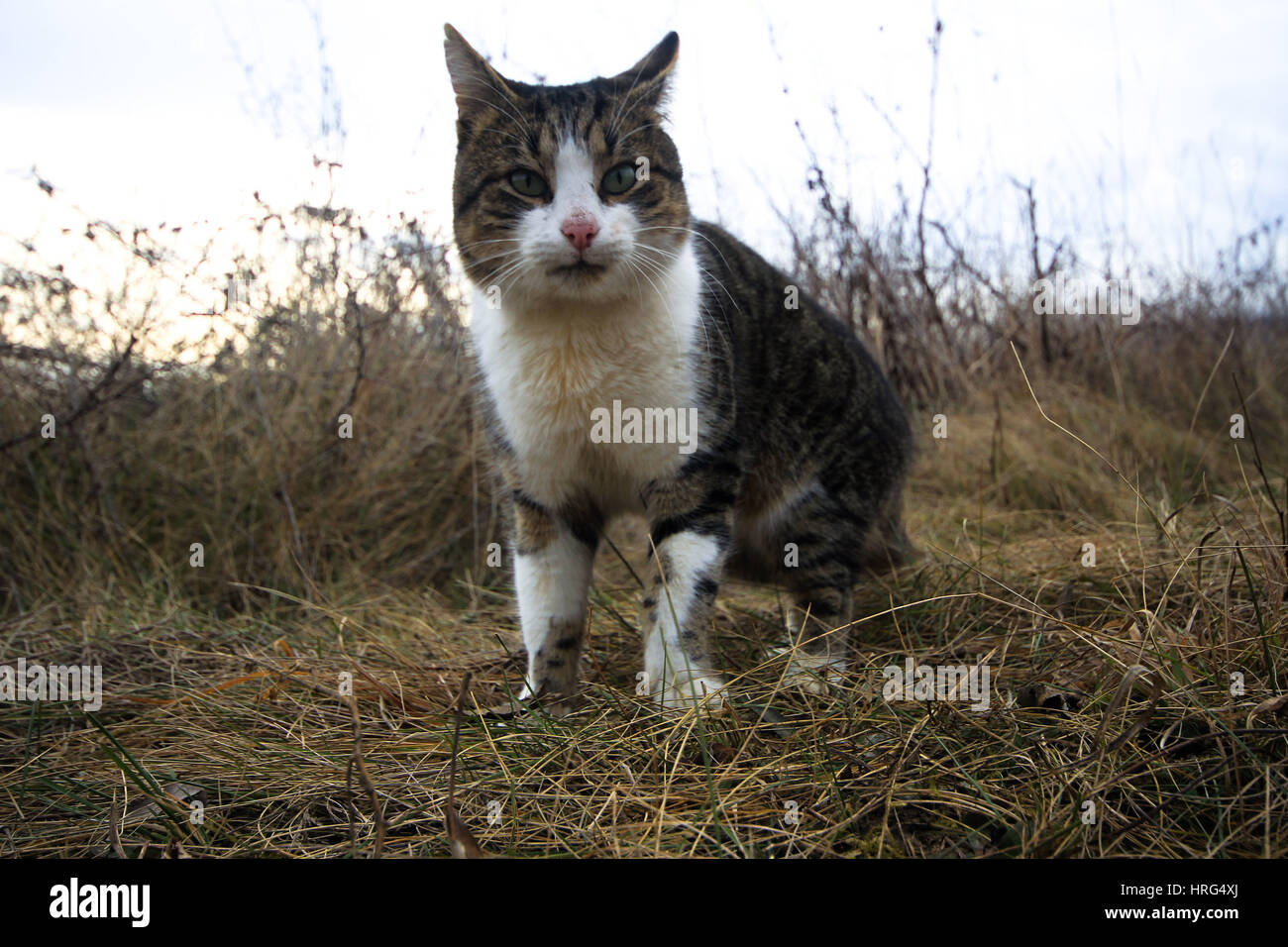 Picture of stray cat in the autumn Stock Photo - Alamy