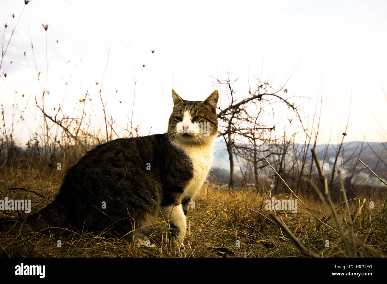 Picture of stray cat in the autumn Stock Photo - Alamy