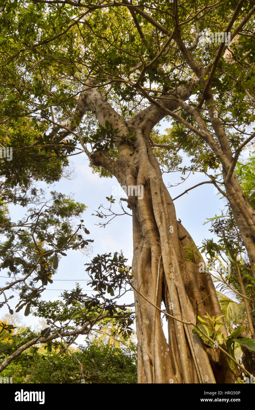 Choke table hi-res stock photography and images - Alamy