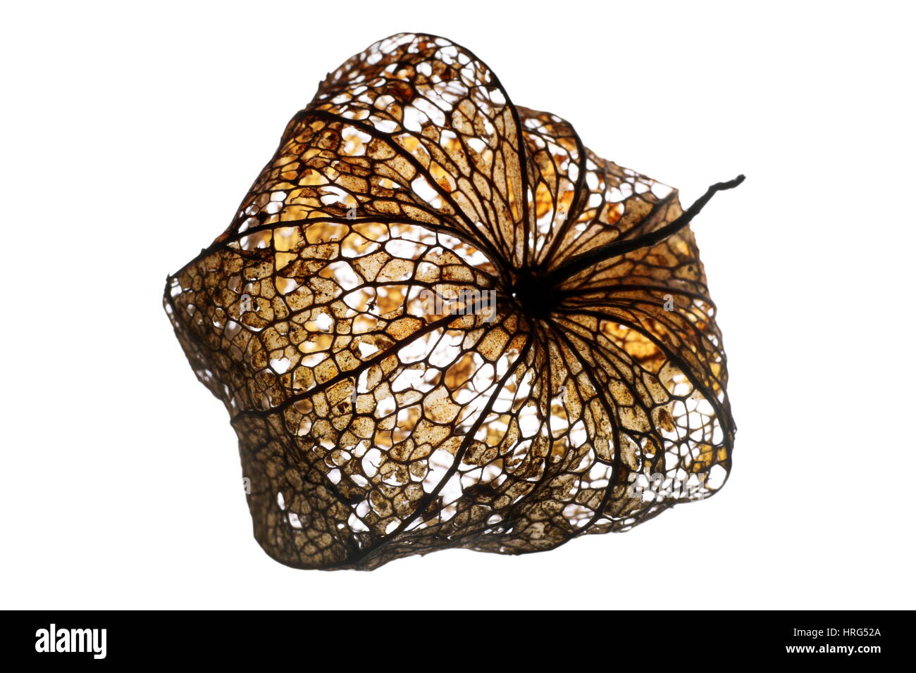 Physalis husk hi-res stock photography and images - Alamy