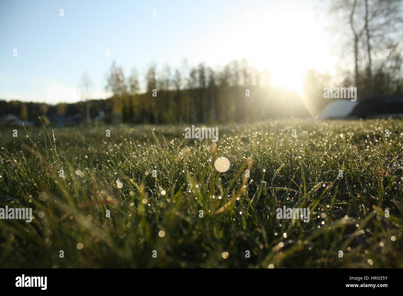 Wet grass hi-res stock photography and images - Alamy