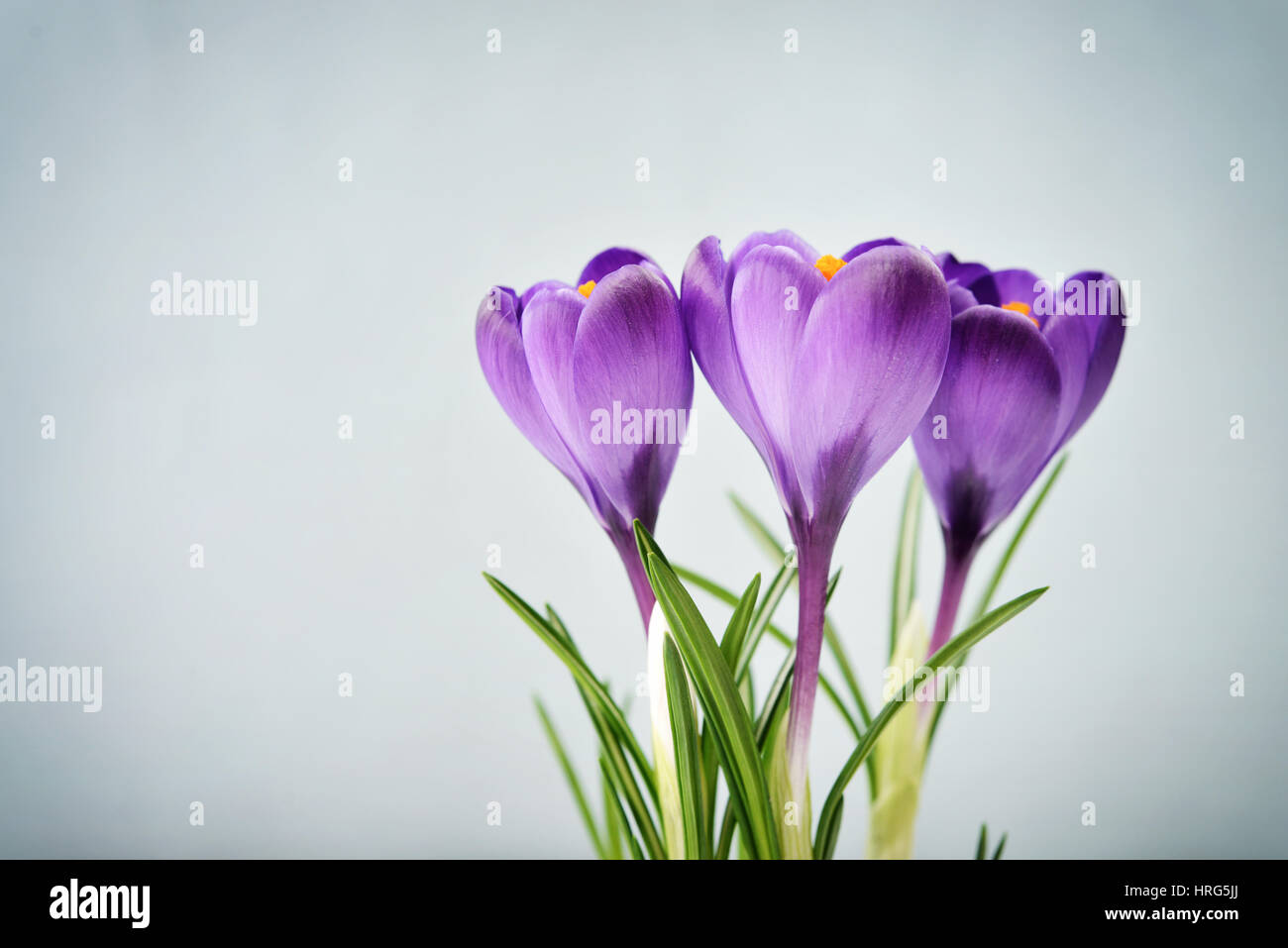 Vase crocus hi-res stock photography and images - Alamy
