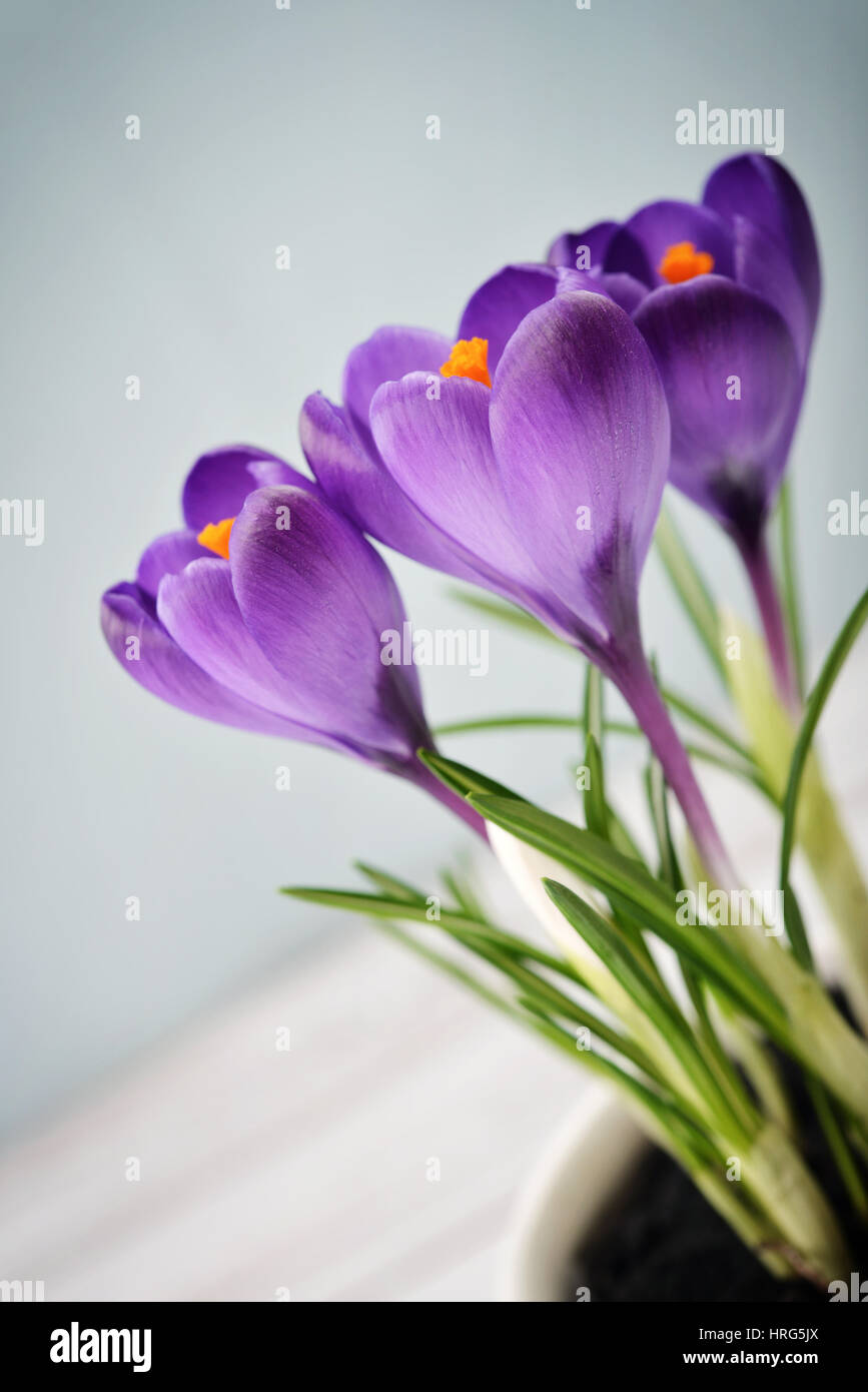 Crocus in vase on blue background closeup Stock Photo - Alamy