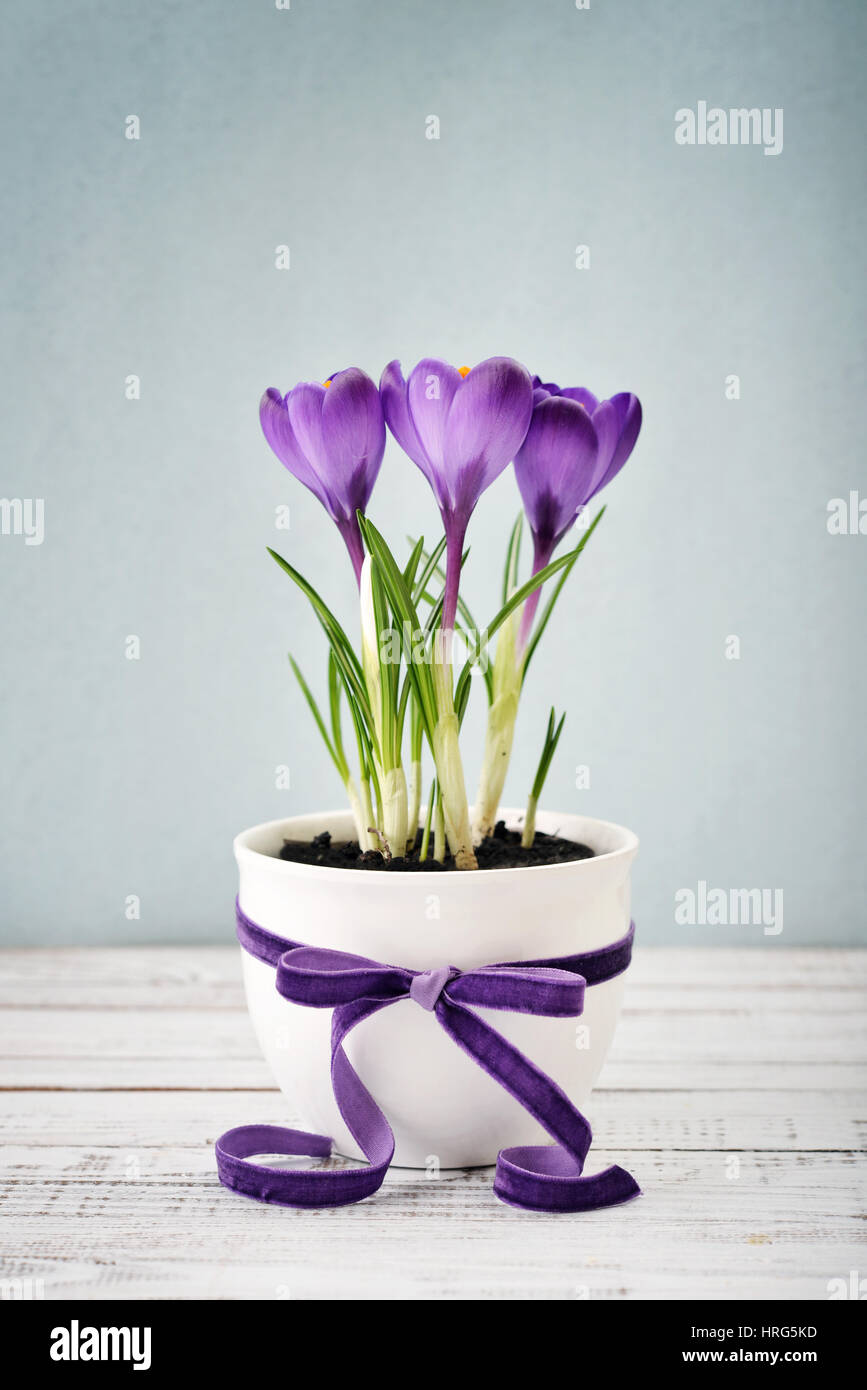 Crocus in vase with ribbon on blue background Stock Photo - Alamy