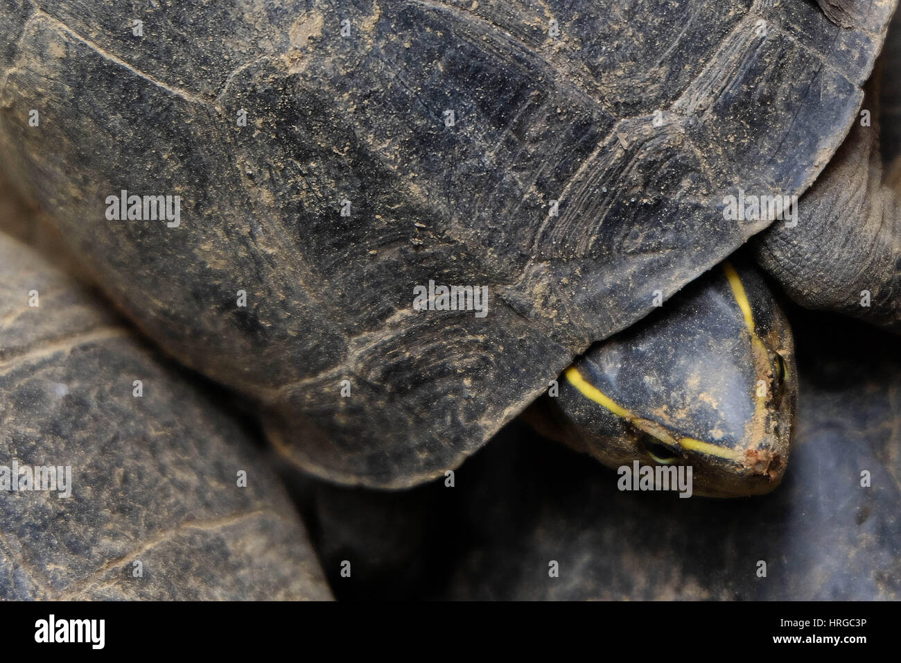 Kampar, Riau, Indonesia. 1st Mar, 2017. Amboina Box Turtles are saved ...