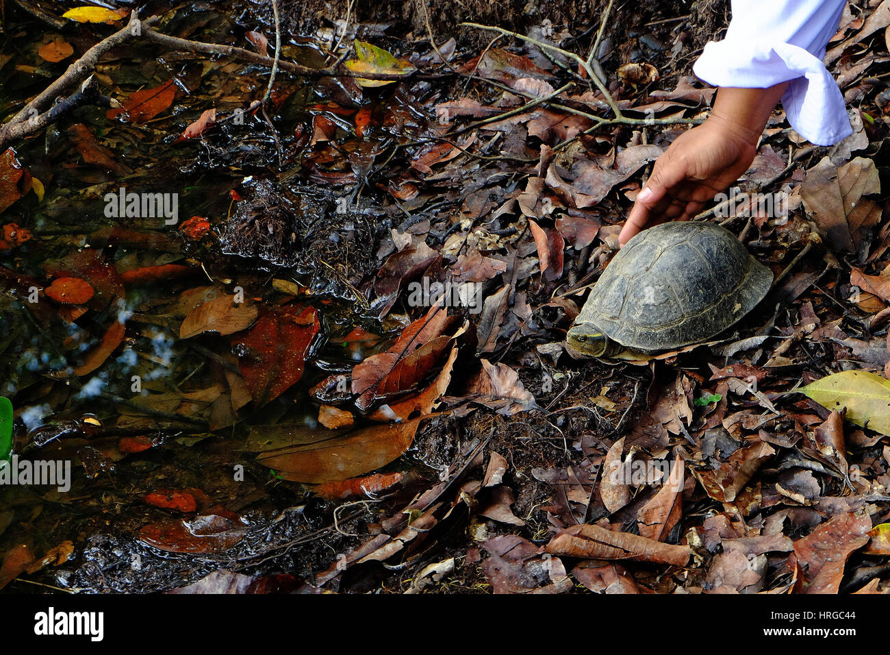 Kampar, Riau, Indonesia. 1st Mar, 2017. Amboina Box Turtles are saved ...