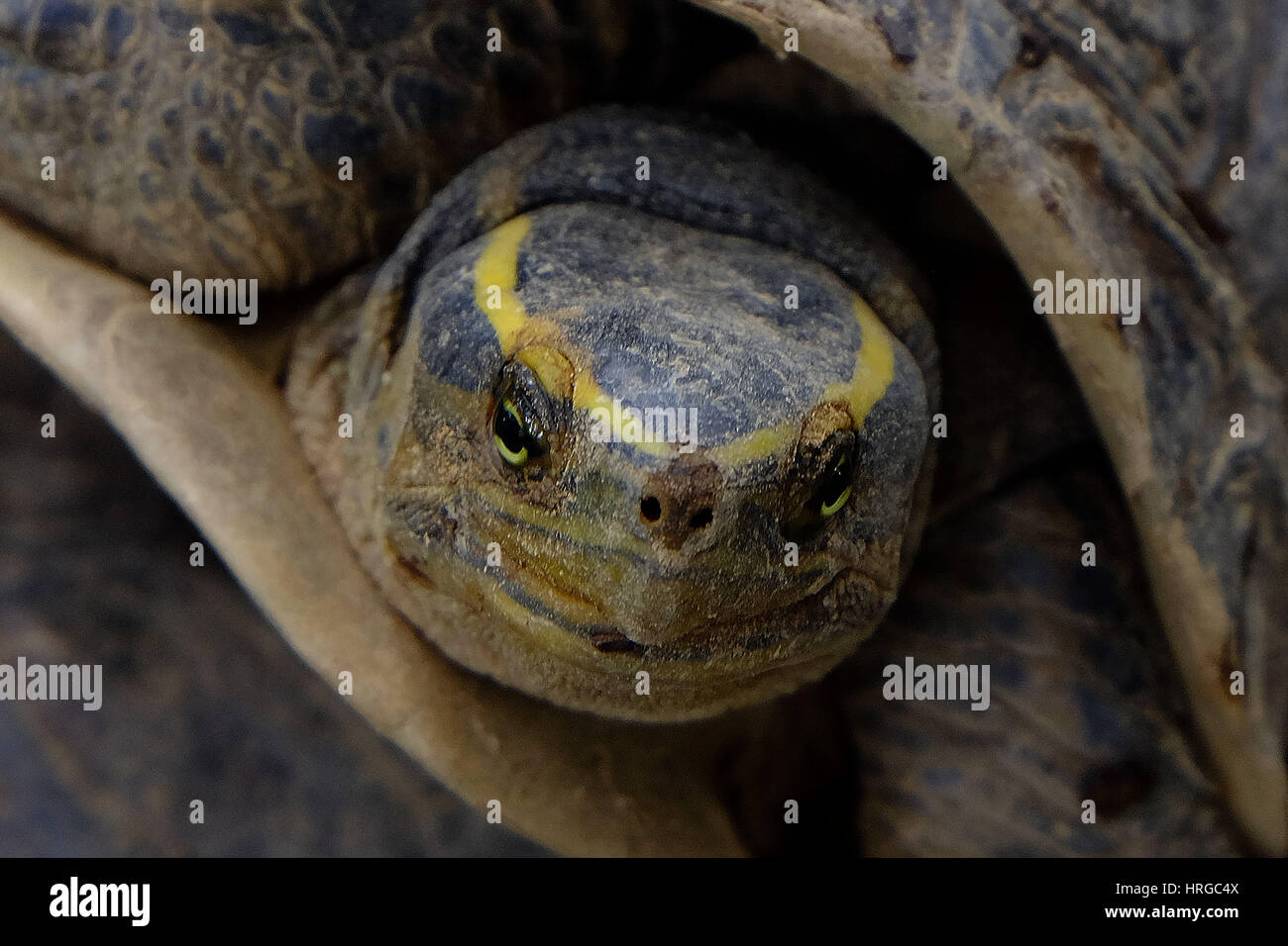 Kampar, Riau, Indonesia. 1st Mar, 2017. Amboina Box Turtles are saved ...