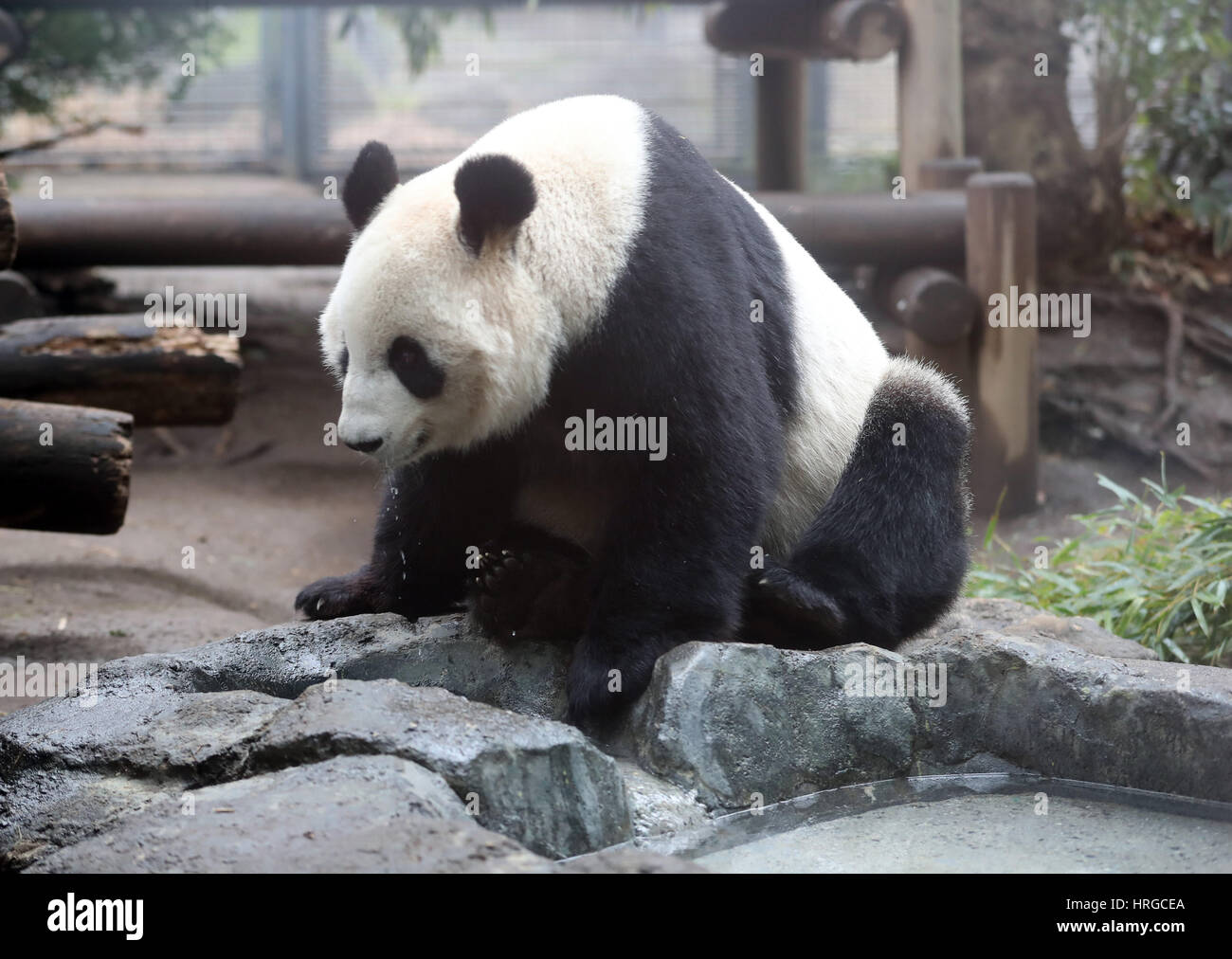 Tokyo, Japan. 2nd Mar, 2017. Female giant panda Shin Shin plays on the ...