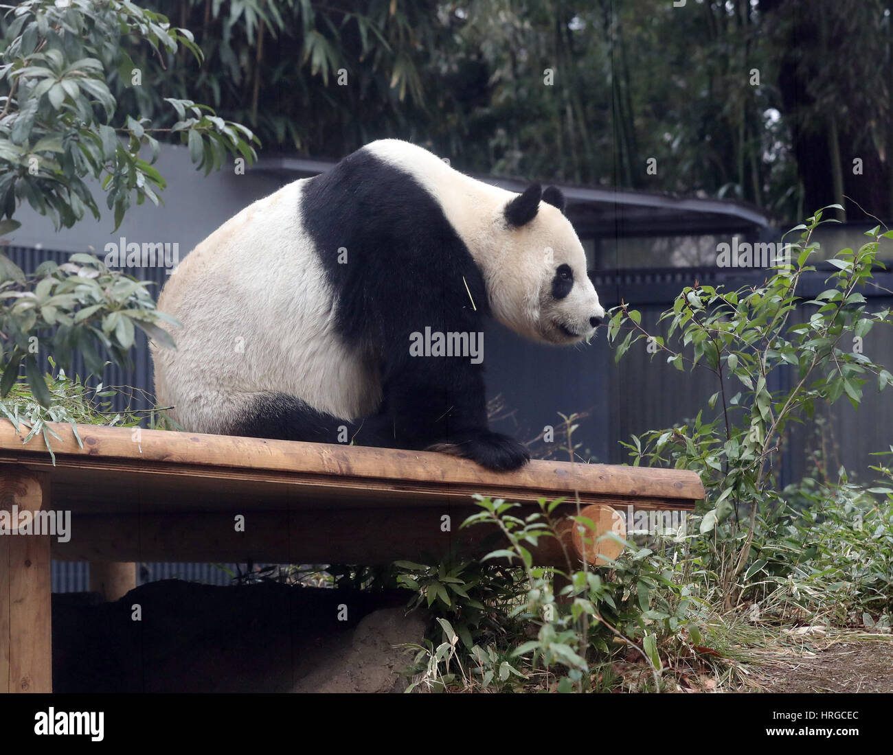 Pandas mating hi-res stock photography and images - Alamy