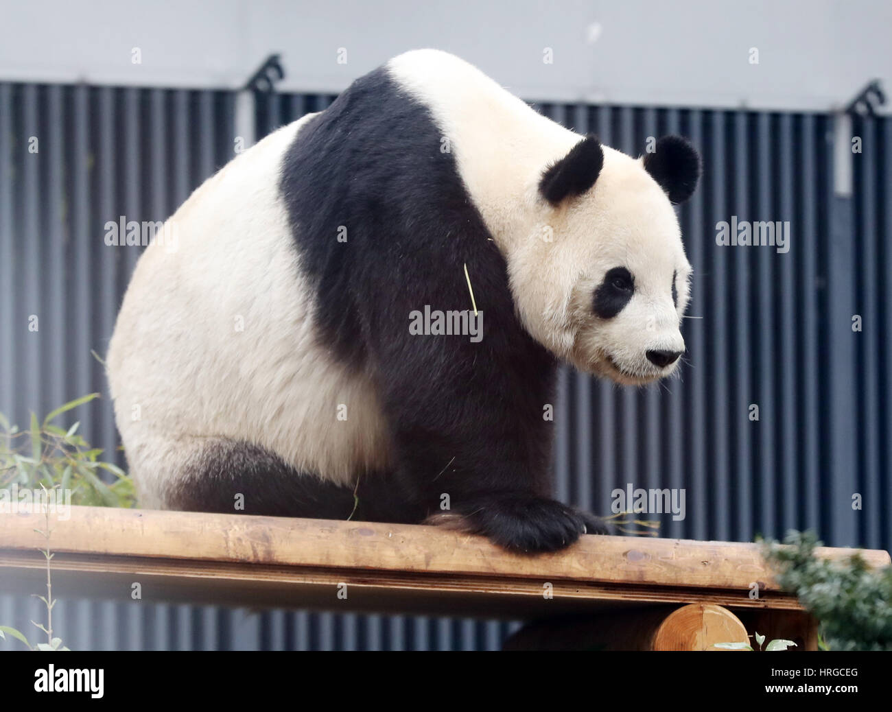 Tokyo, Japan. 2nd Mar, 2017. Female giant panda Shin Shin plays on the ...