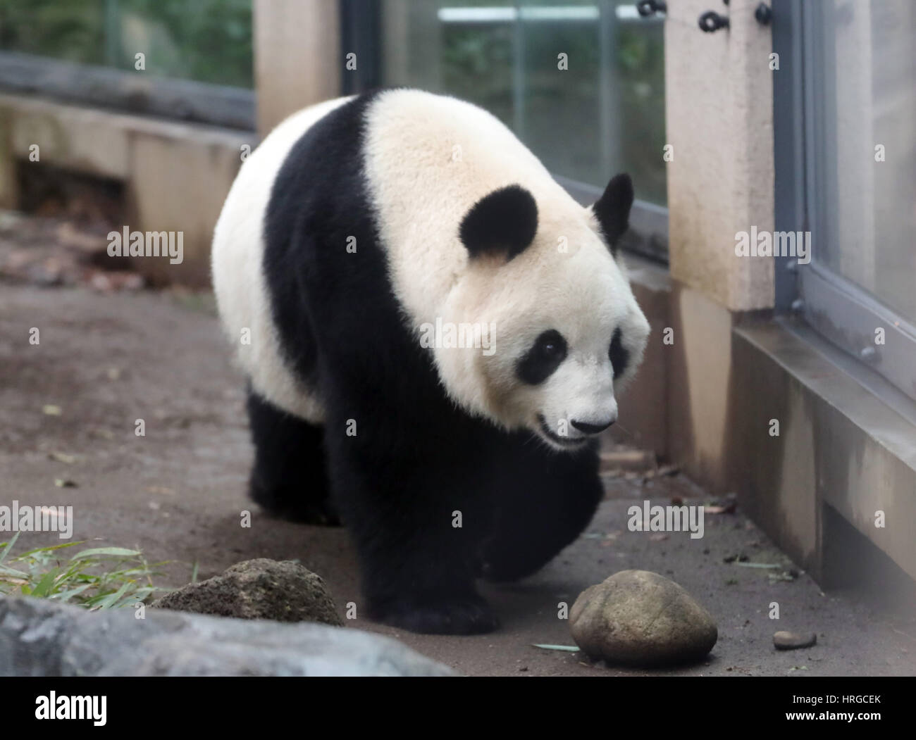 Tokyo, Japan. 2nd Mar, 2017. Female giant panda Shin Shin walks on the ...