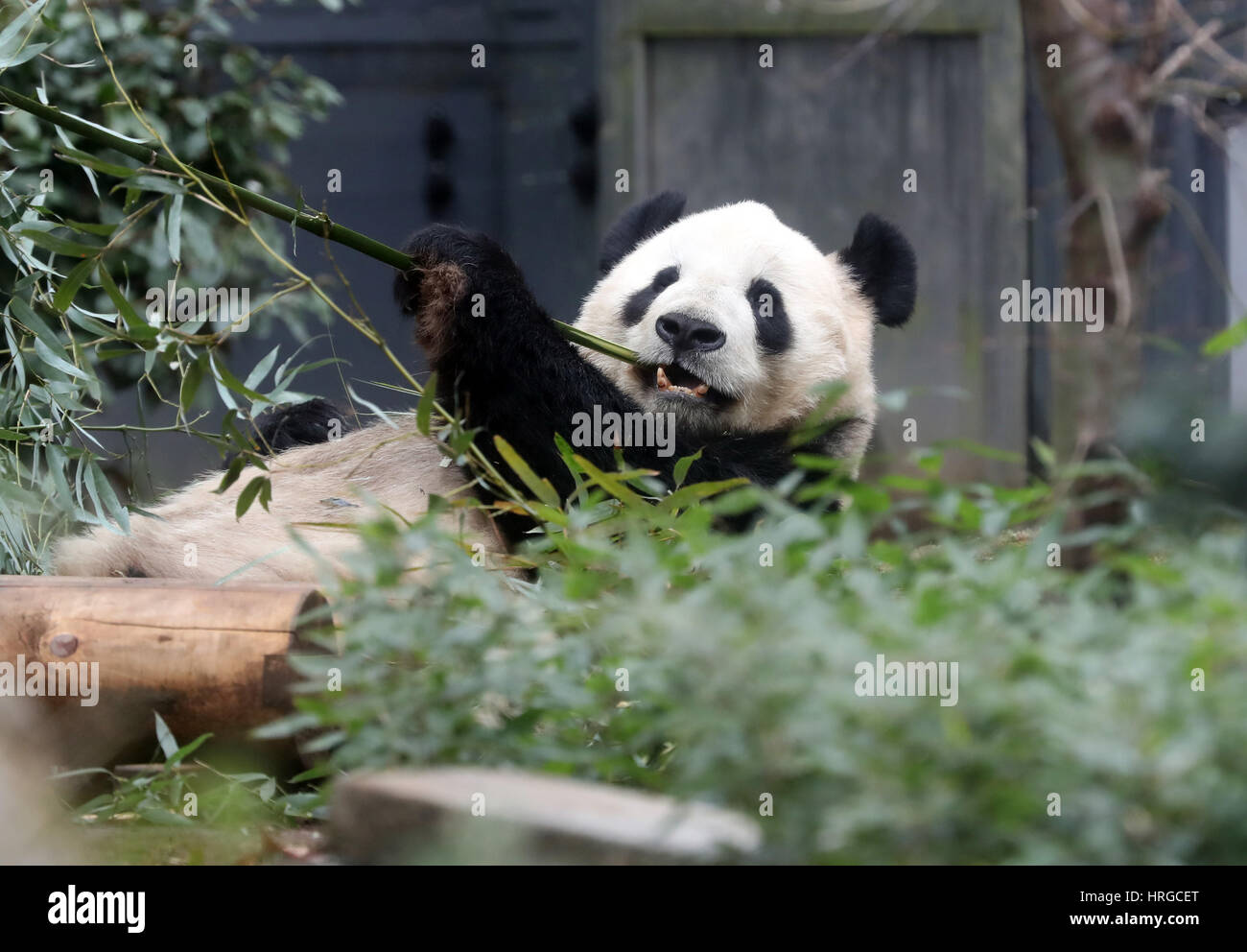Male and female panda bamboo hi-res stock photography and images - Alamy