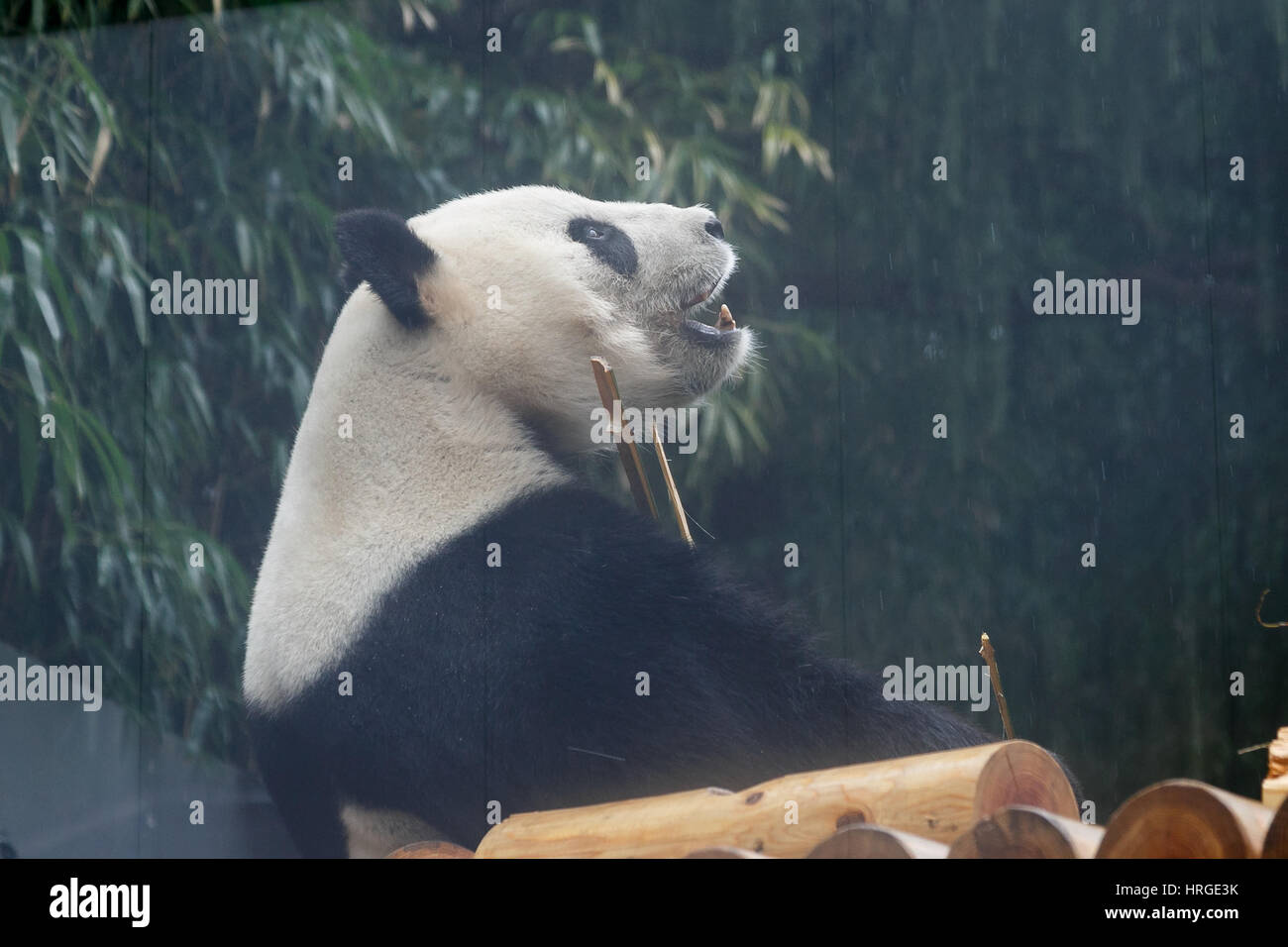 Where to see pandas tokyo hi-res stock photography and images - Alamy