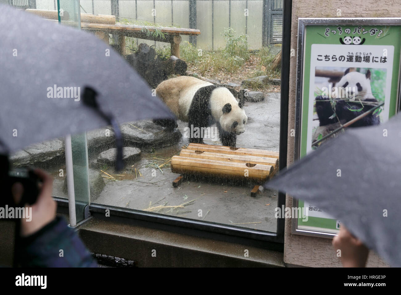 Tokyo, Japan. 2nd March 2017. Visitors look at Ri Ri, a male giant ...