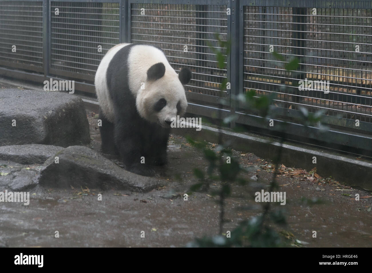 Where to see pandas tokyo hi-res stock photography and images - Alamy