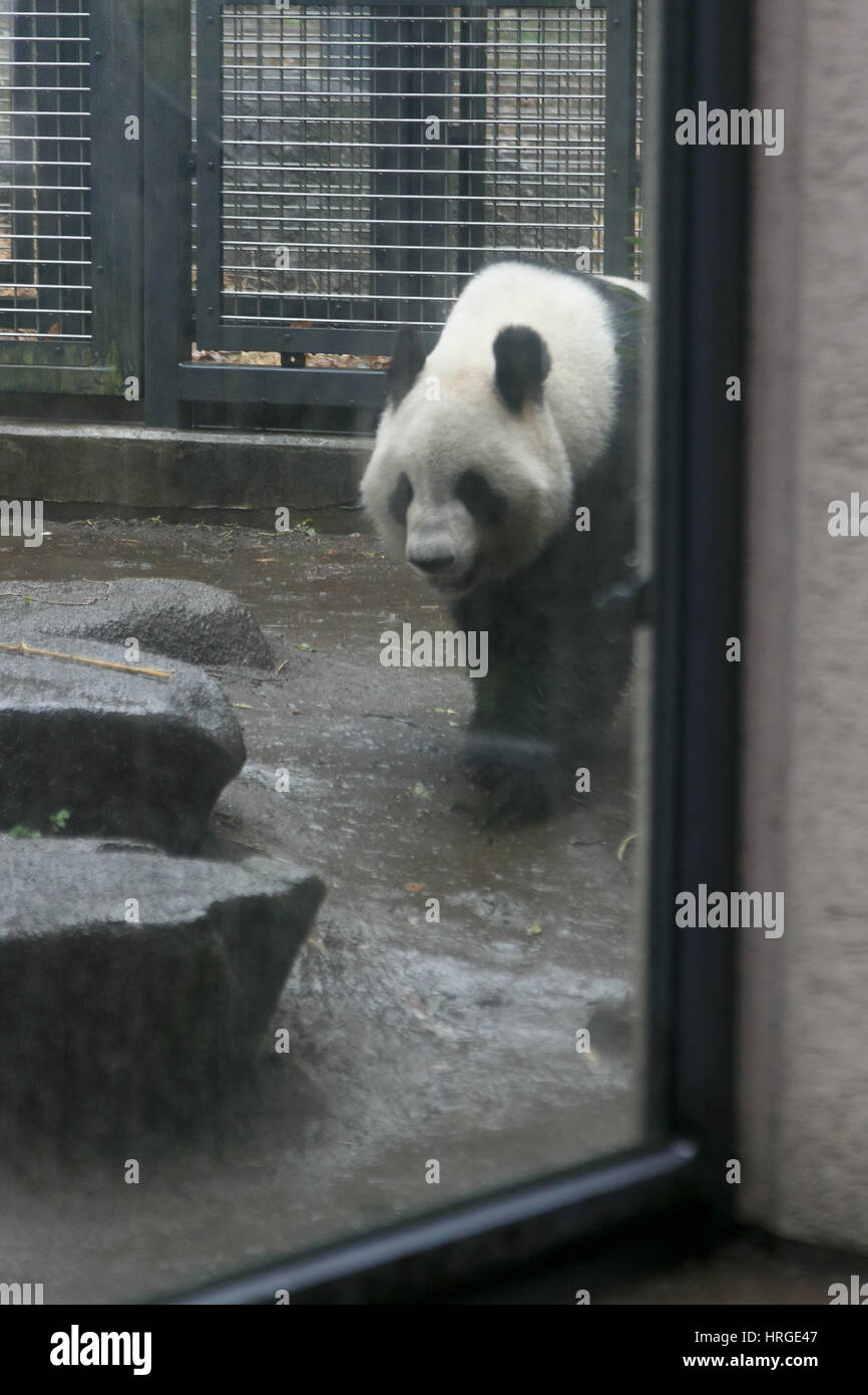 Tokyo, Japan. 2nd March 2017. Shin Shin, a female giant panda is seen ...