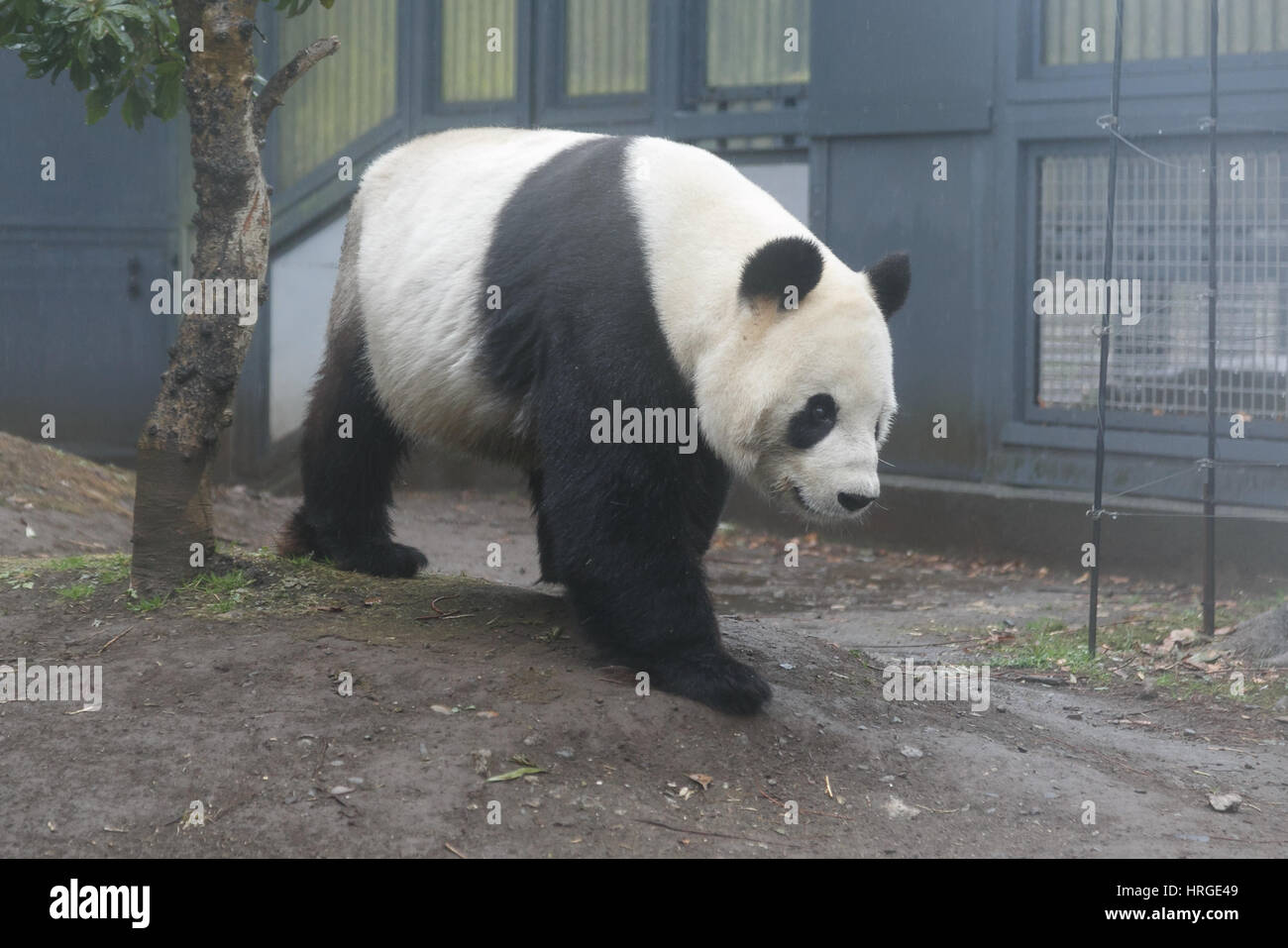 Tokyo, Japan. 2nd March 2017. Shin Shin, a female giant panda is seen ...