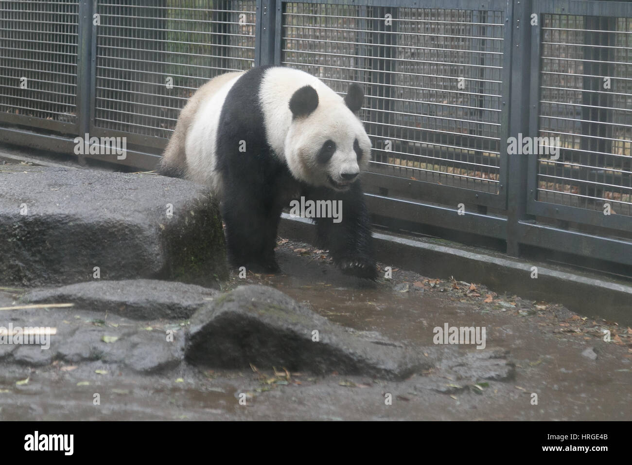 Tokyo, Japan. 2nd March 2017. Shin Shin, a female giant panda is seen ...
