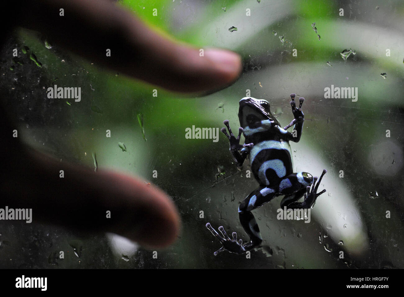 Singapore. 2nd Mar, 2017. A poison dart frog is displayed in a new ...