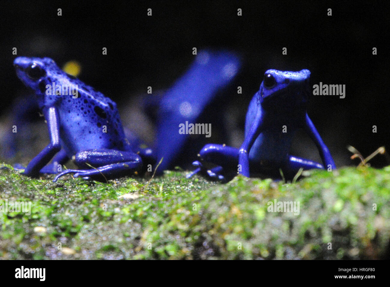 Singapore. 2nd Mar, 2017. Poison dart frogs are displayed in a new ...