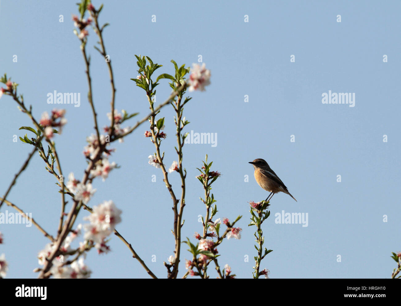February 24, 2017 - Corn bunting (Emberiza calandra) birds sit on ...