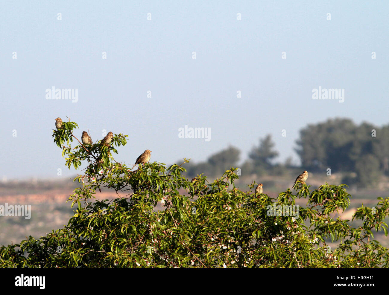 February 24, 2017 - Corn bunting (Emberiza calandra) birds sit on ...