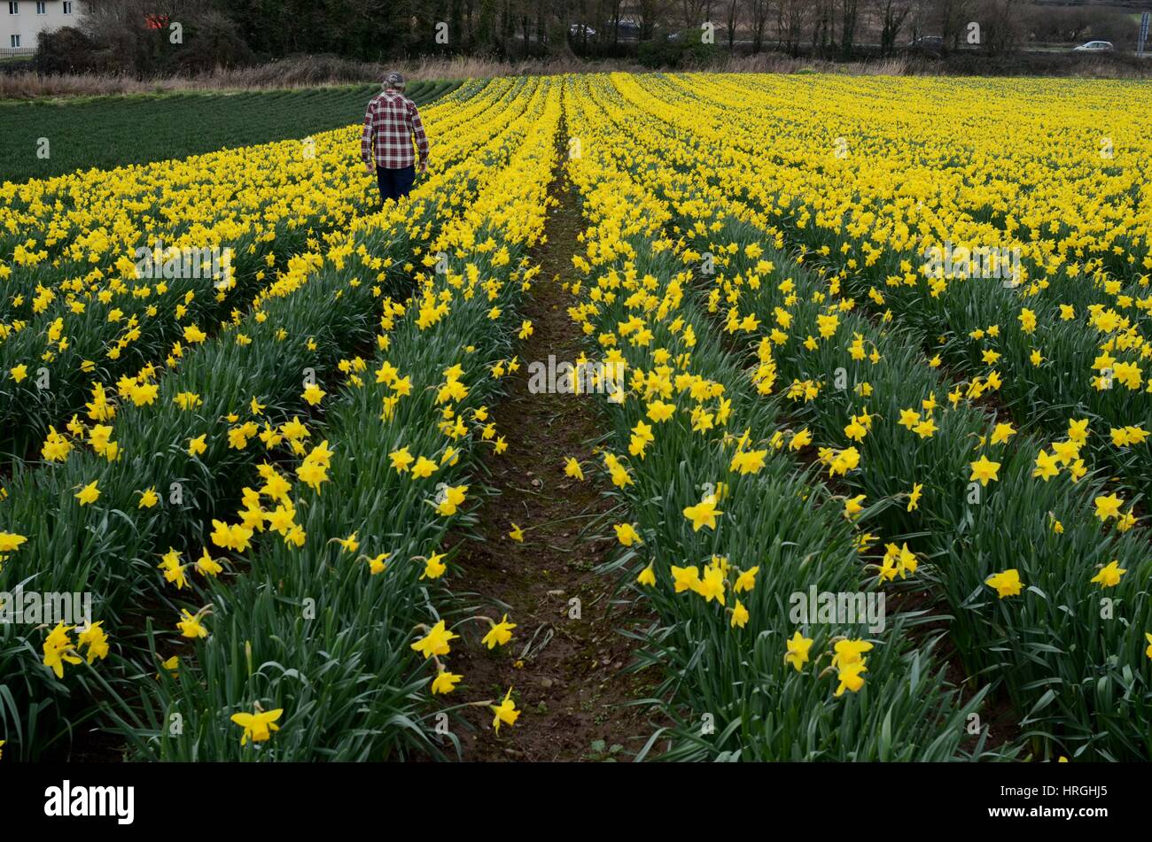 Cornwall, UK. 2nd Mar, 2017. UK Weather. Daffodils present a welcome ...