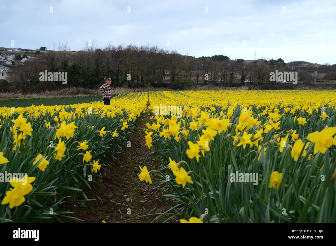 Cornwall, UK. 2nd Mar, 2017. UK Weather. Daffodils present a welcome ...