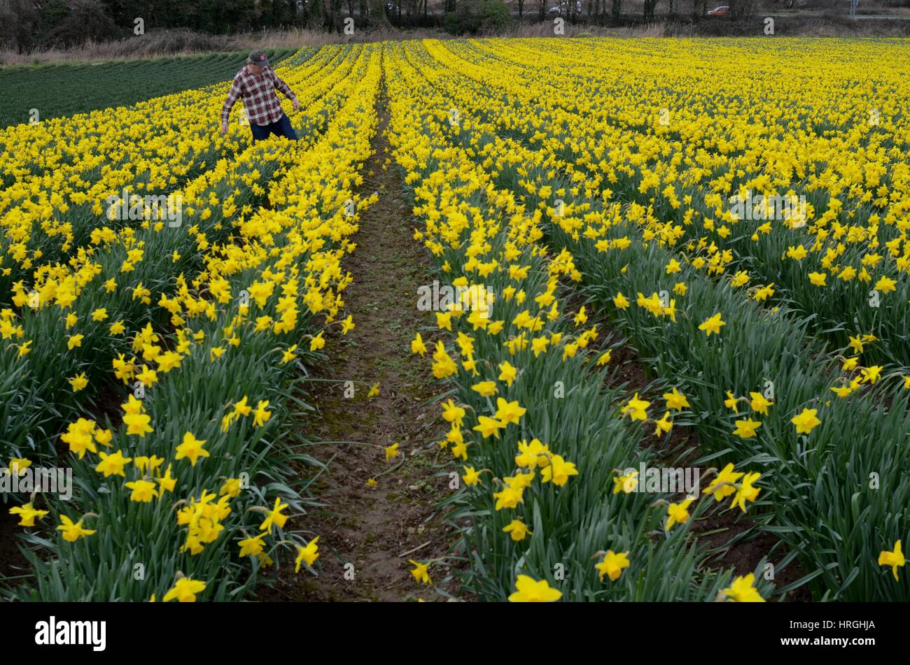Cornwall, UK. 2nd Mar, 2017. UK Weather. Daffodils present a welcome ...