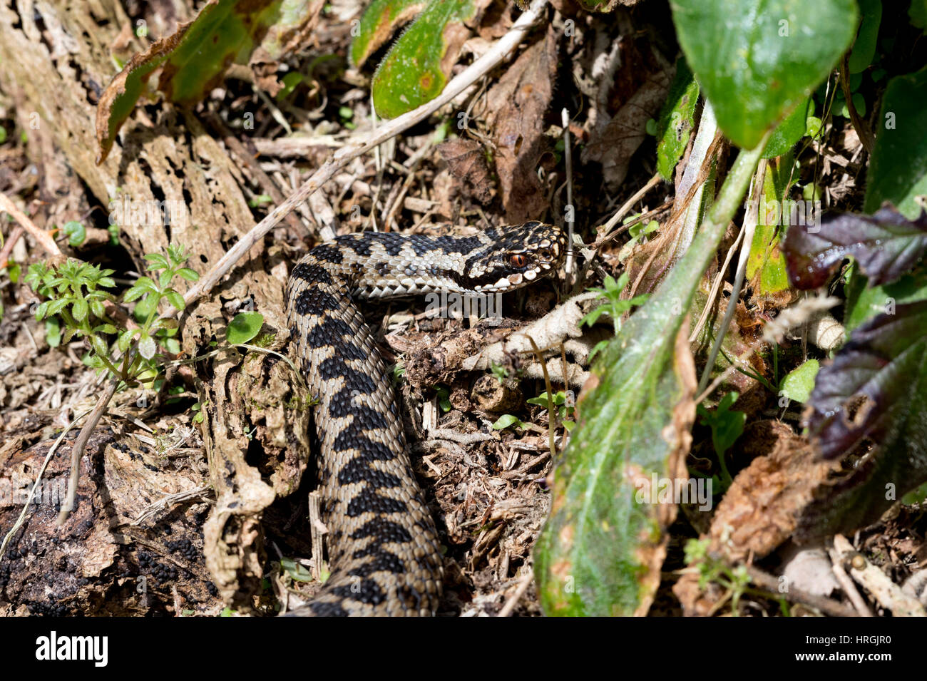 Cornwall, UK. 2nd Mar, 2017. Todays sunny conditions in Cornwall ...