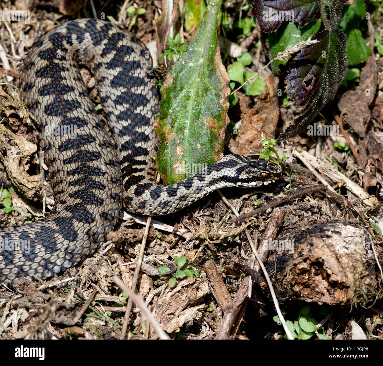 Cornish Adder High Resolution Stock Photography and Images - Alamy