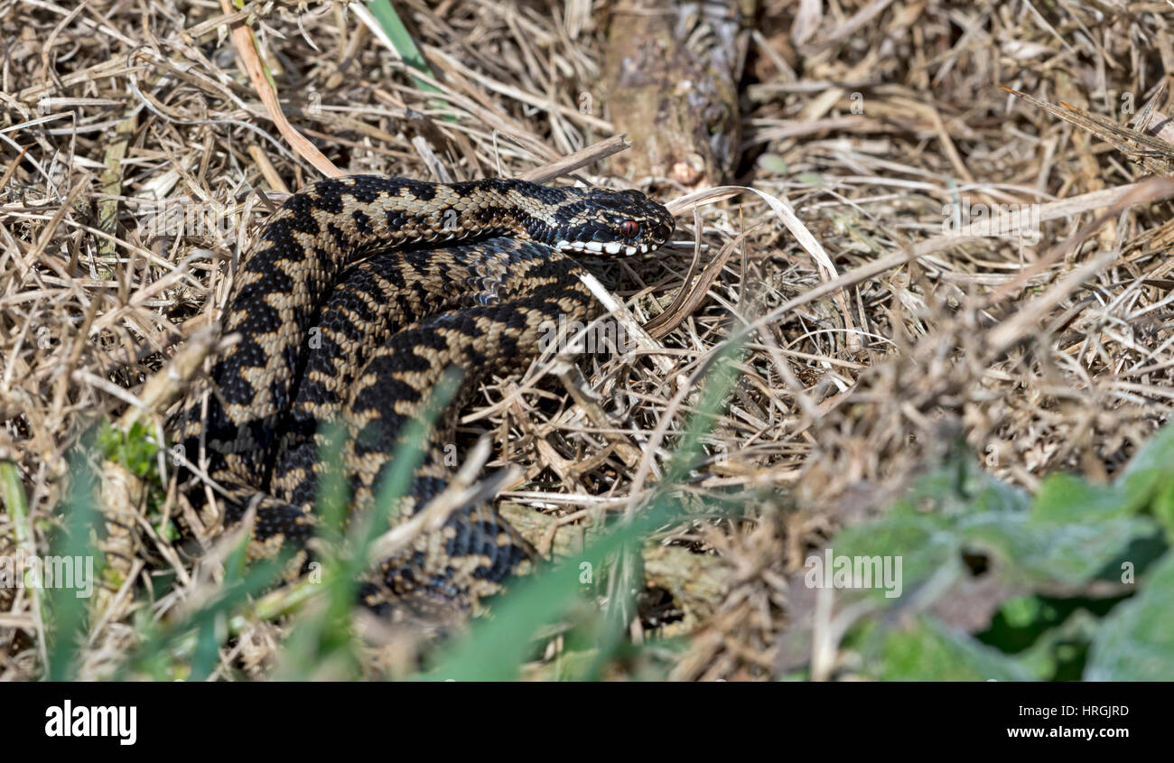 Cornwall, UK. 2nd Mar, 2017. Todays sunny conditions in Cornwall ...