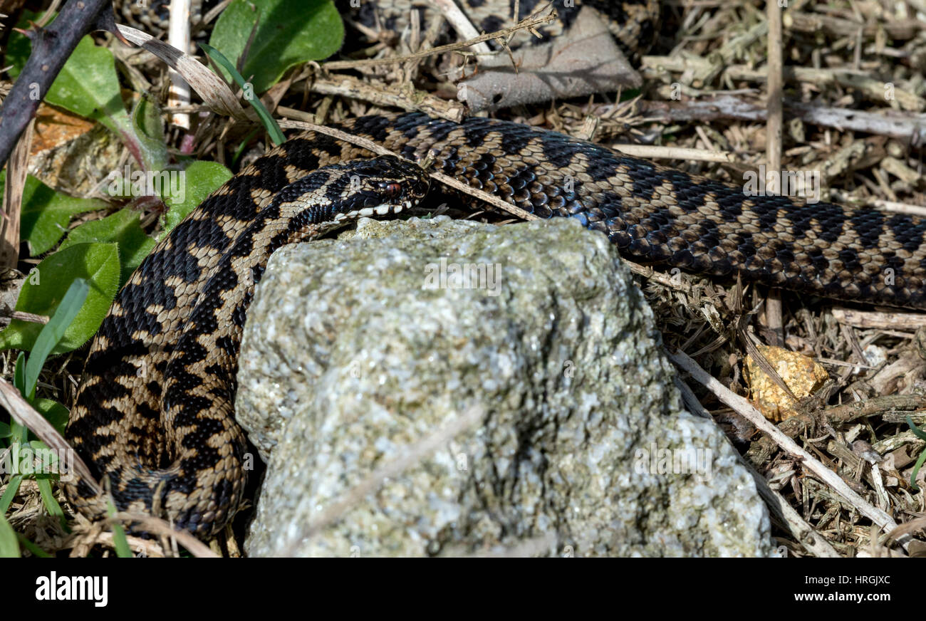 Cornwall, UK. 2nd Mar, 2017. Todays sunny conditions in Cornwall ...
