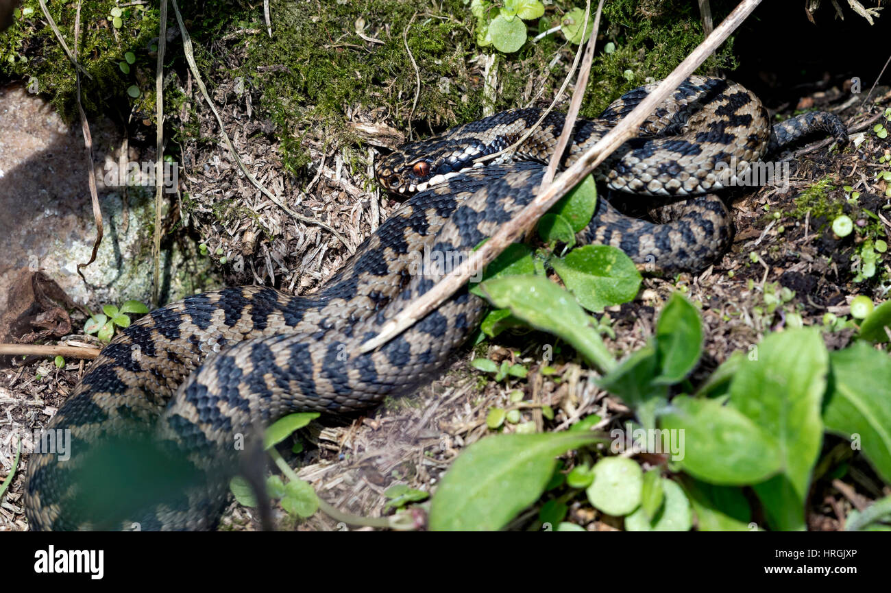 Cornwall, UK. 2nd Mar, 2017. Todays sunny conditions in Cornwall ...