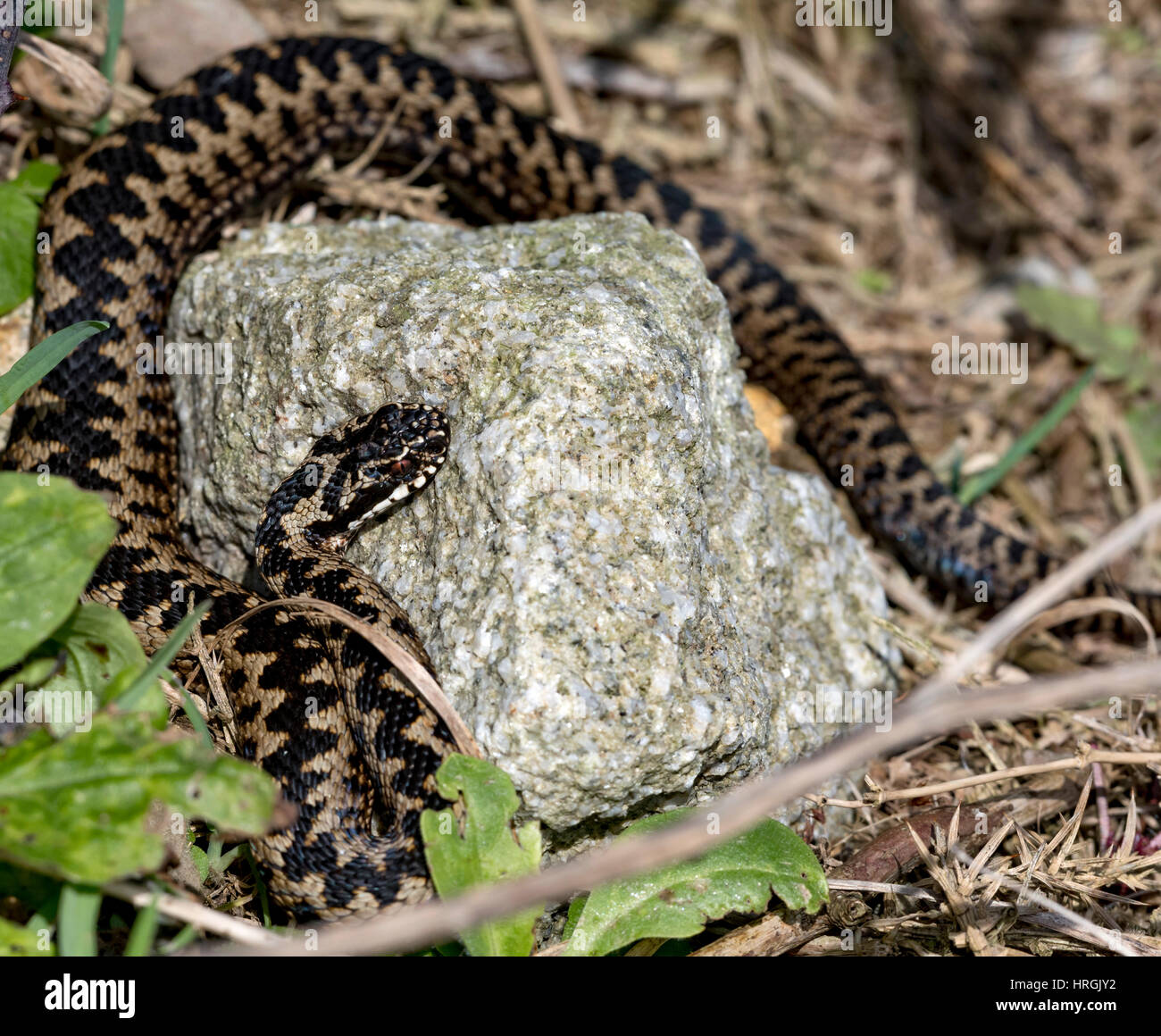 Cornwall adder hi-res stock photography and images - Alamy