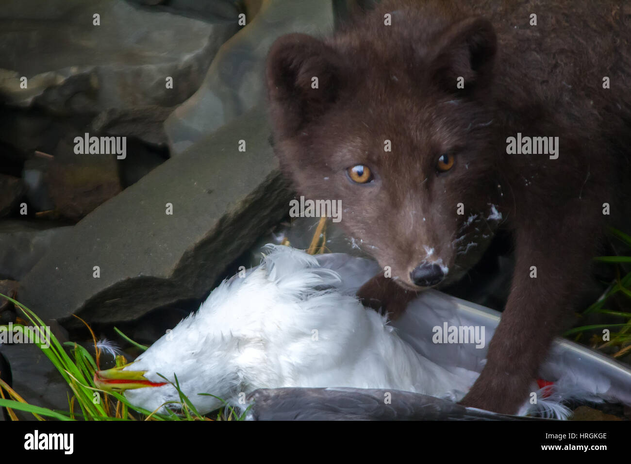 Real killer and predator (angry or nervously-frightened eyes). Blue Fox ...