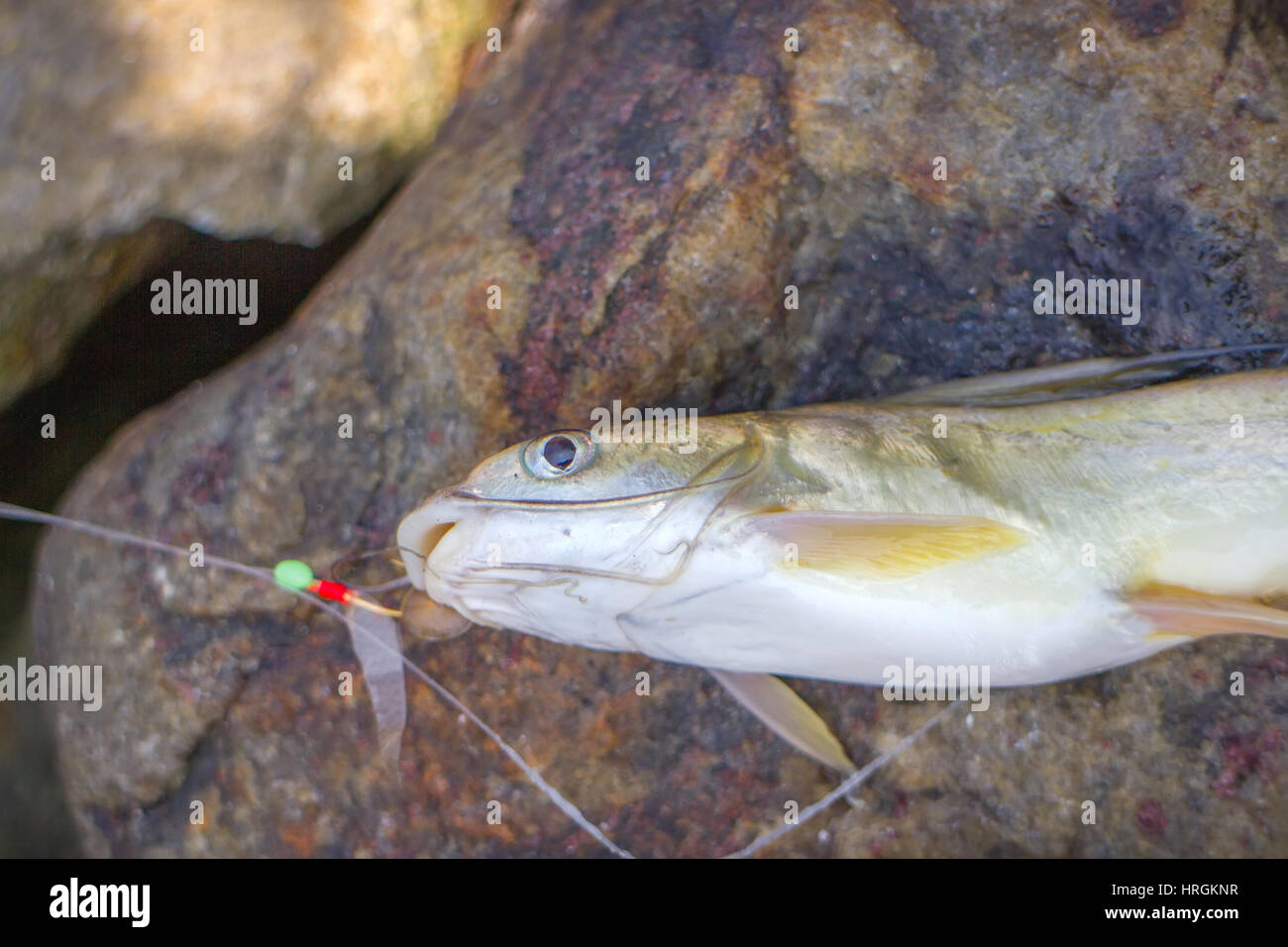 Fishing in India 2. Parvati fish caught in surf among the rocks. Kerala ...