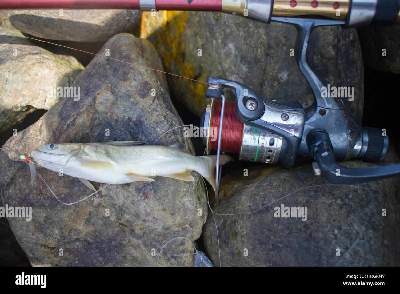 Fishing in India 2. Parvati fish caught in surf among the rocks. Kerala ...