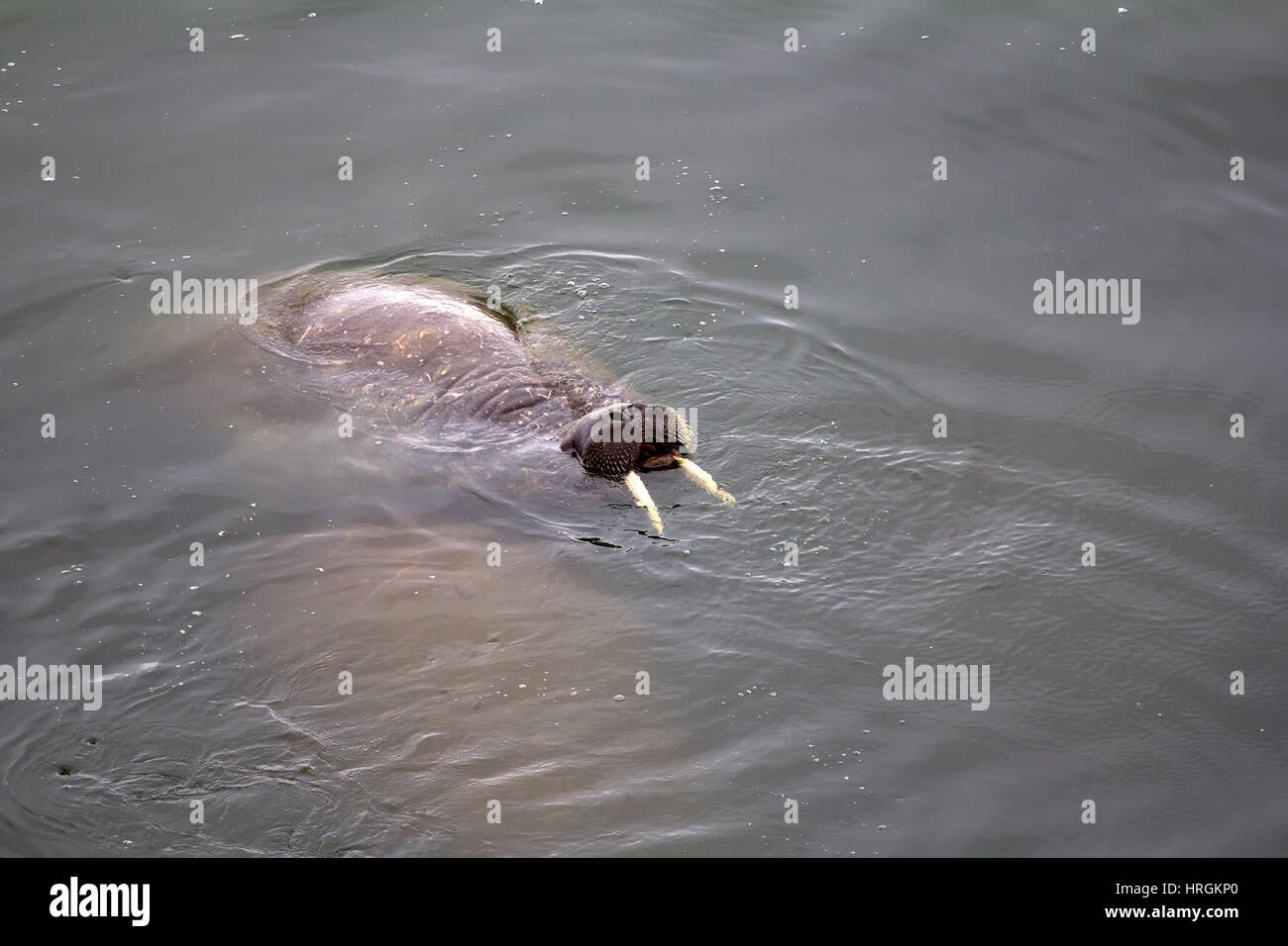 two Atlantic walruses Odobenus rosmarus rosmarus in shallow water ...